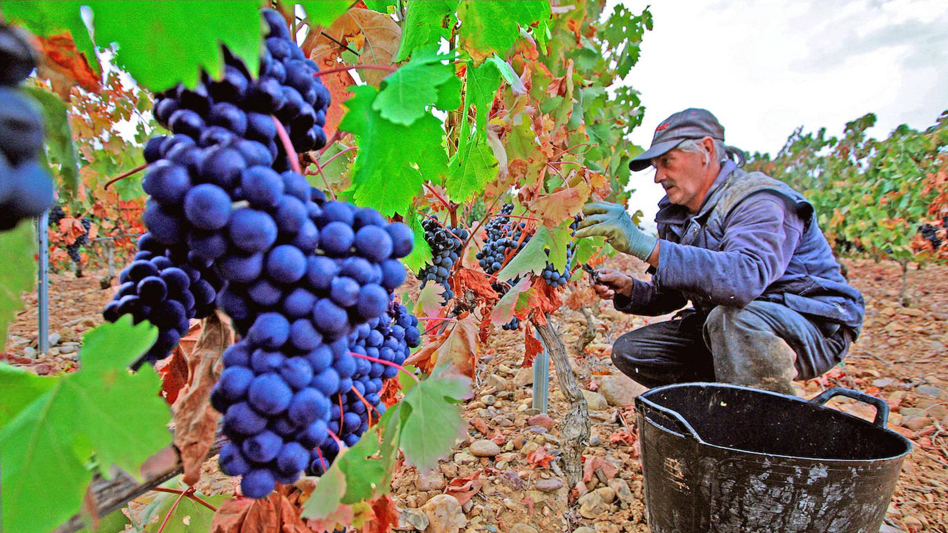 Agricultores riojanos denuncian que algunas bodegas compran uva por ... Agricultores riojanos denuncian que algunas bodegas compran uva por ...